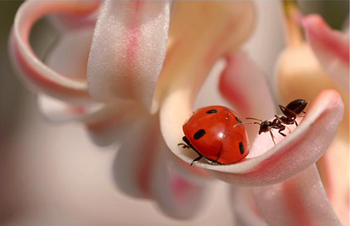 Macro Photography Examples | 21 Photos To Blow Your Mind